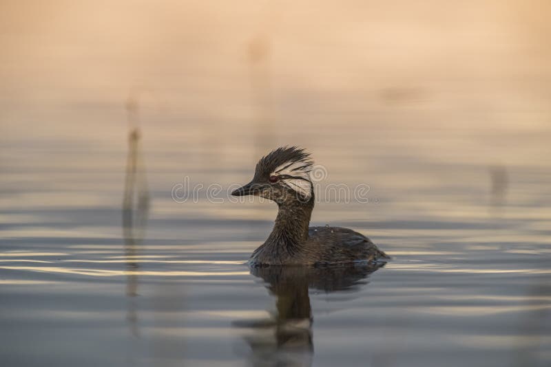 White-tufted Grebe, stock image. Image of whitetufted - 157012253