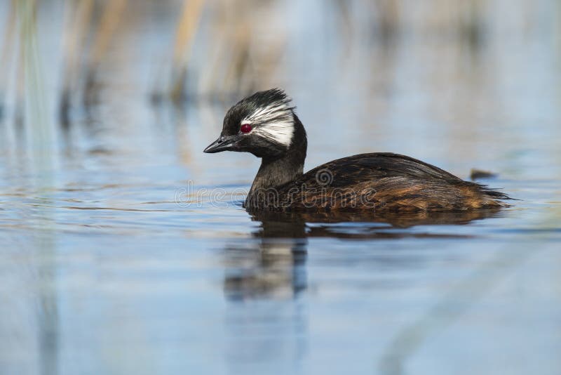 White-tufted Grebe, stock photo. Image of whitetufted - 158793400