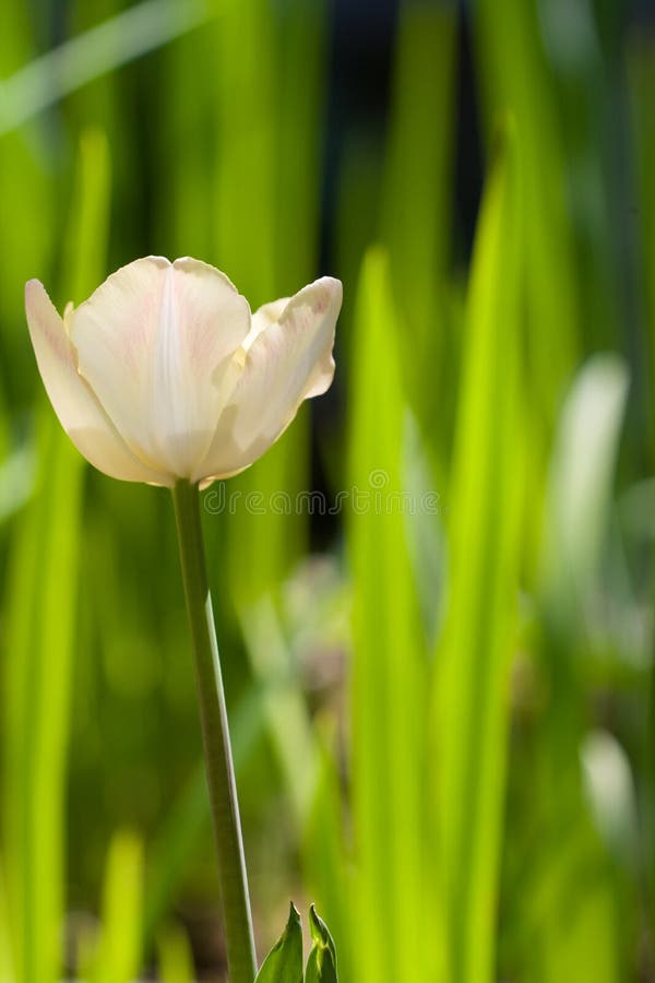 White tulip stock photo. Image of colour, pattern, leaf - 12509966