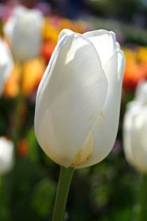 White tulip stock photo. Image of bright, netherlands, spring - 965098