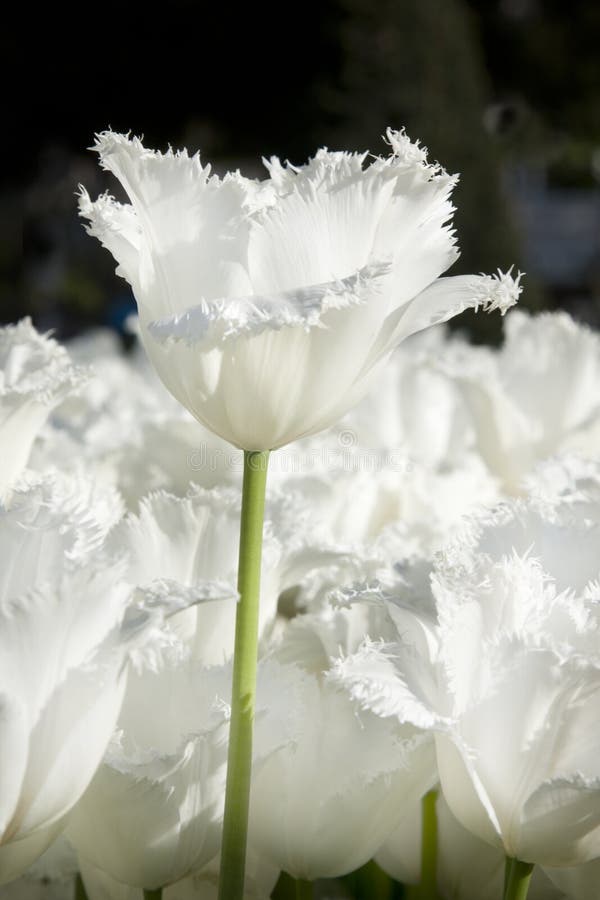 White tulip stock photo. Image of gardening, garden, flower - 40115180