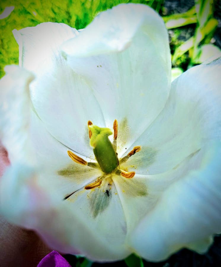 White Tulip center stock photo. Image of flower, nature - 148364028