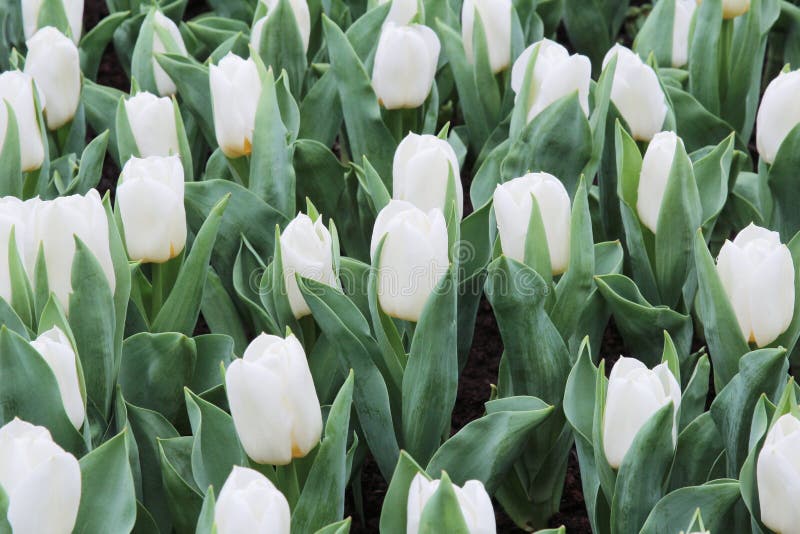 The White Tulip Field at Flower Show Stock Photo - Image of green ...