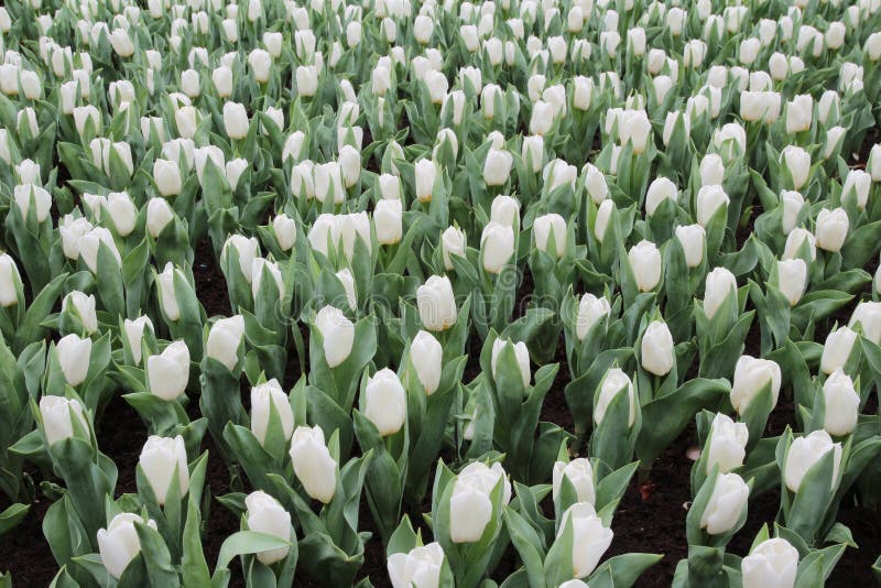 The White Tulip Field at Flower Show Stock Photo - Image of field ...