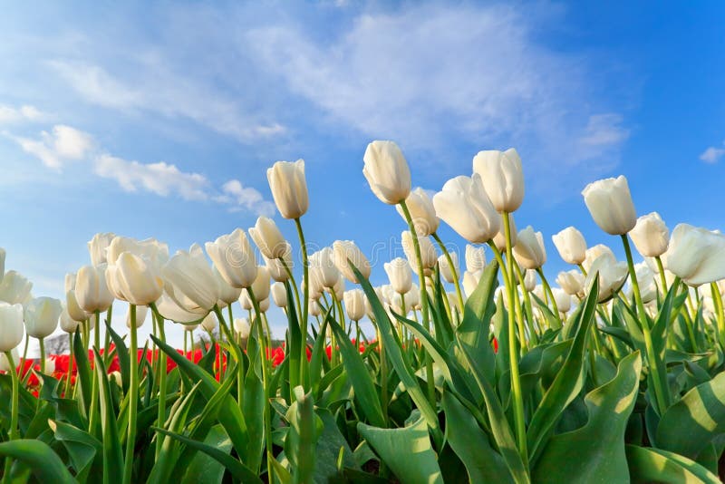 White Tulip Field Over Blue Sky Stock Image - Image of culture, tulip ...
