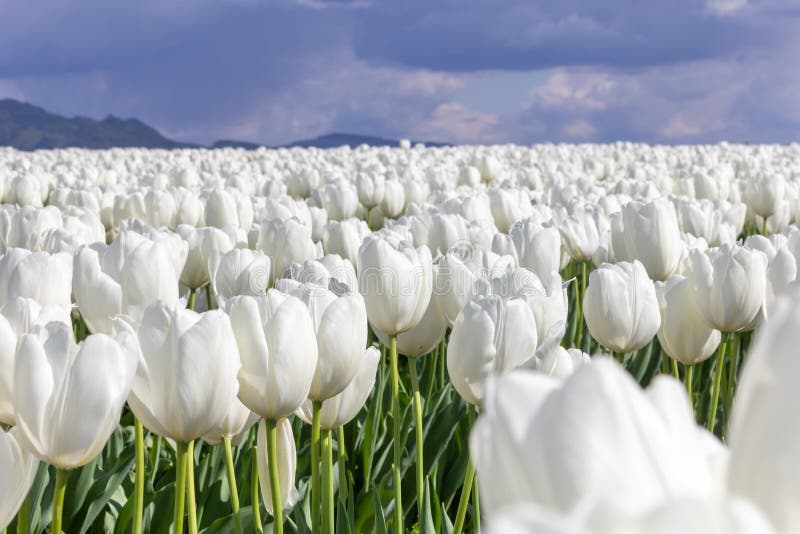 White Tulip Fields stock image. Image of farm, exotic - 166690629