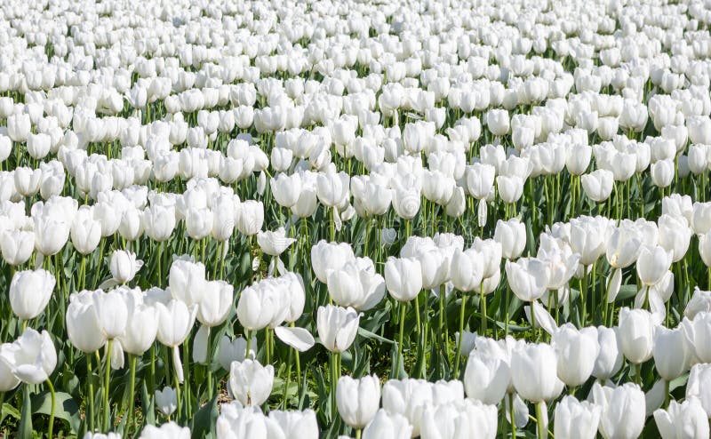 White Tulip Fields stock image. Image of pretty, field - 166690527