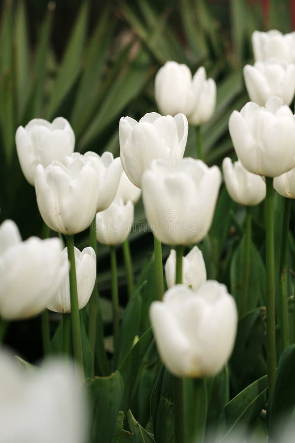 White tulip flower stock image. Image of pure, petal, flower - 4541513