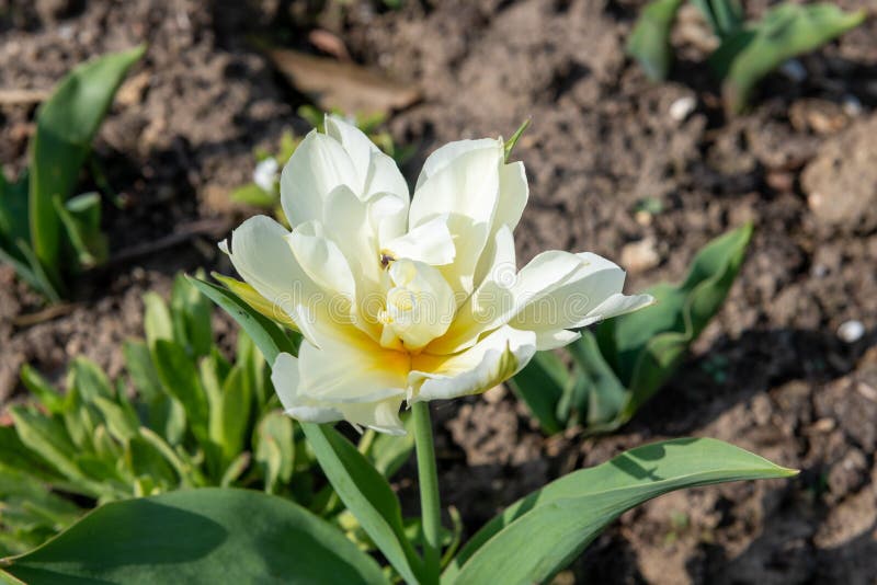 White tulip flower stock image. Image of inflorescence - 267242839