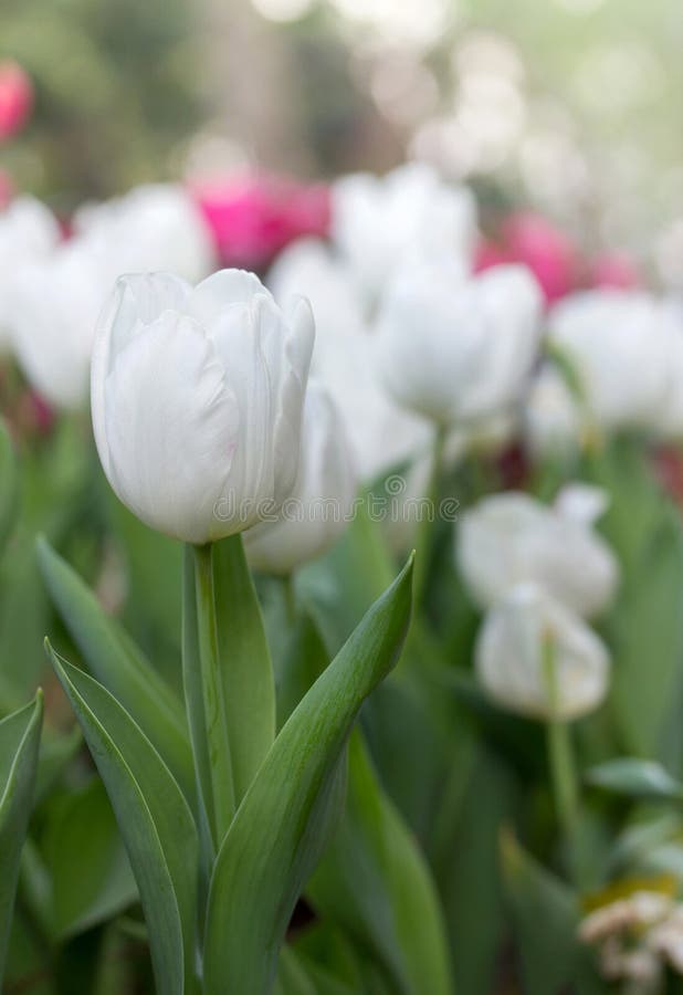 White tulip flower stock photo. Image of park, blossom - 65364764