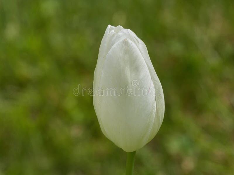 White Tulip Flower in Spring Stock Photo - Image of sunlight, nature ...