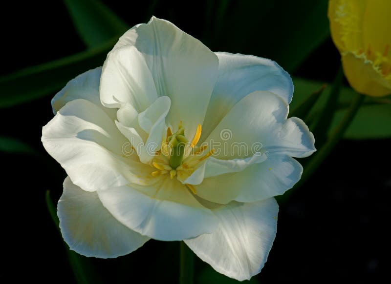 White Tulip Flower Trollius Stock Photos - Free & Royalty-Free Stock ...