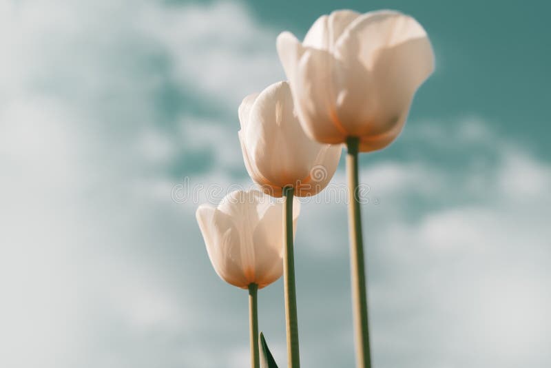 White Tulip Flowers Blooming in a Tulip Field. Spring Flowers White ...