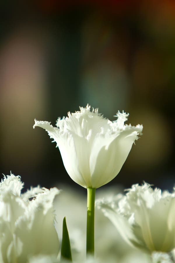 White Tulip Flowers in the Garden Stock Photo - Image of easter ...