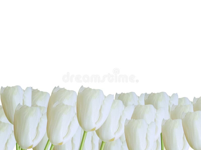 White Tulip on a Colored Background Frame Freshness Stock Photo - Image ...