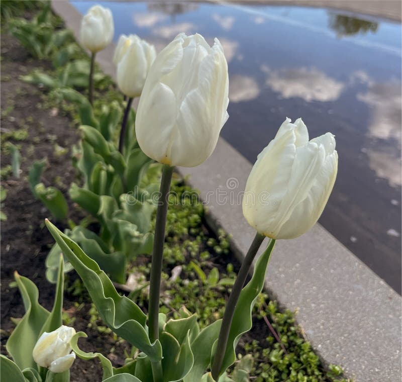 White Tulip Grew in the Garden in the Spring, Stock Image - Image of ...