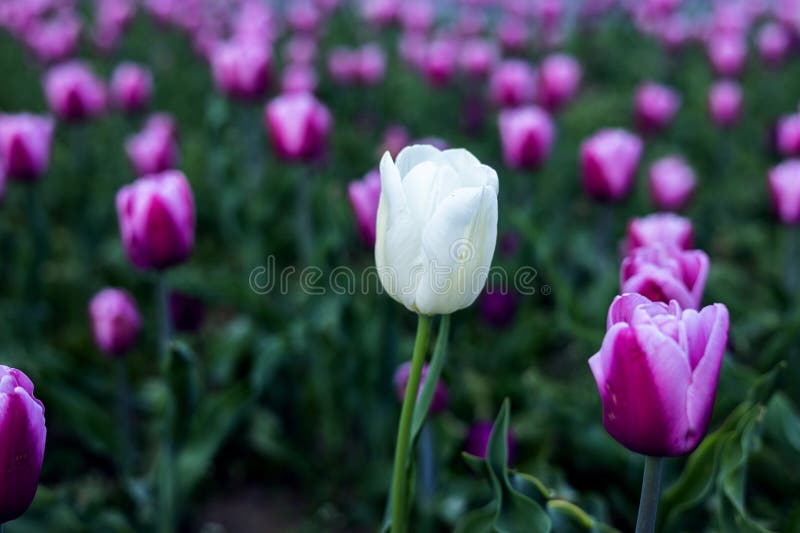 White Tulip among Many Purple Tulips. Stock Photo - Image of choice ...