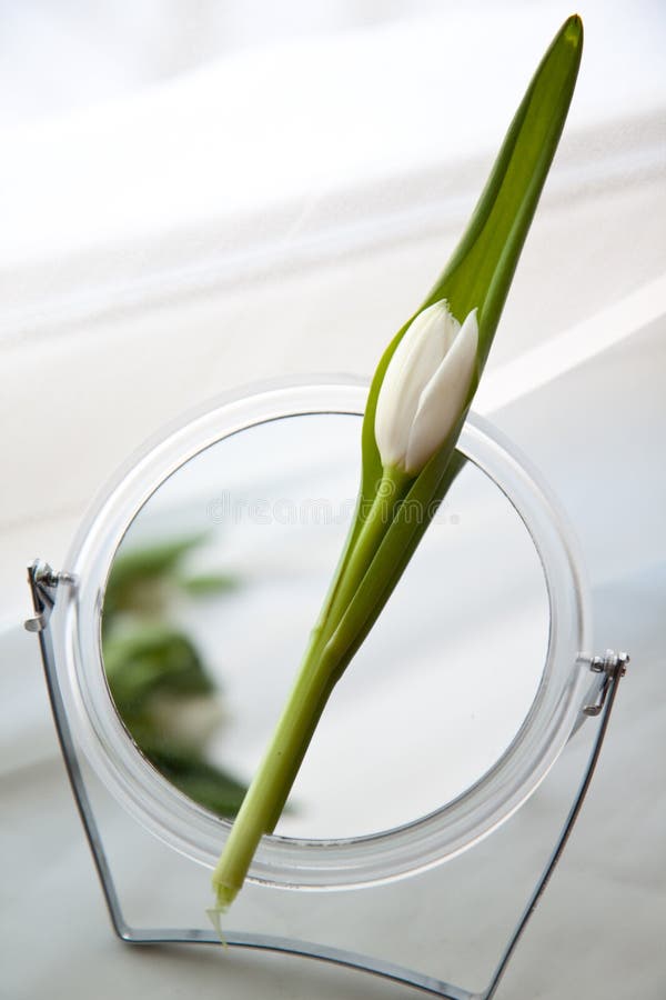 White tulip and mirror stock photo. Image of petal, plant - 13131438