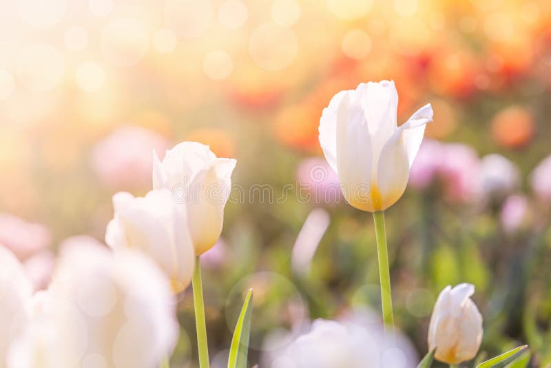 Tulip in Spring Under Sun Ray, Beautiful and Colourful Tulip on Stock ...