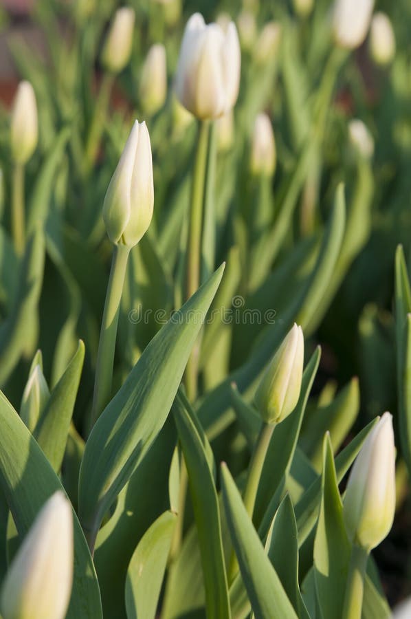White tulips stock photo. Image of nature, summer, tulips - 24806246