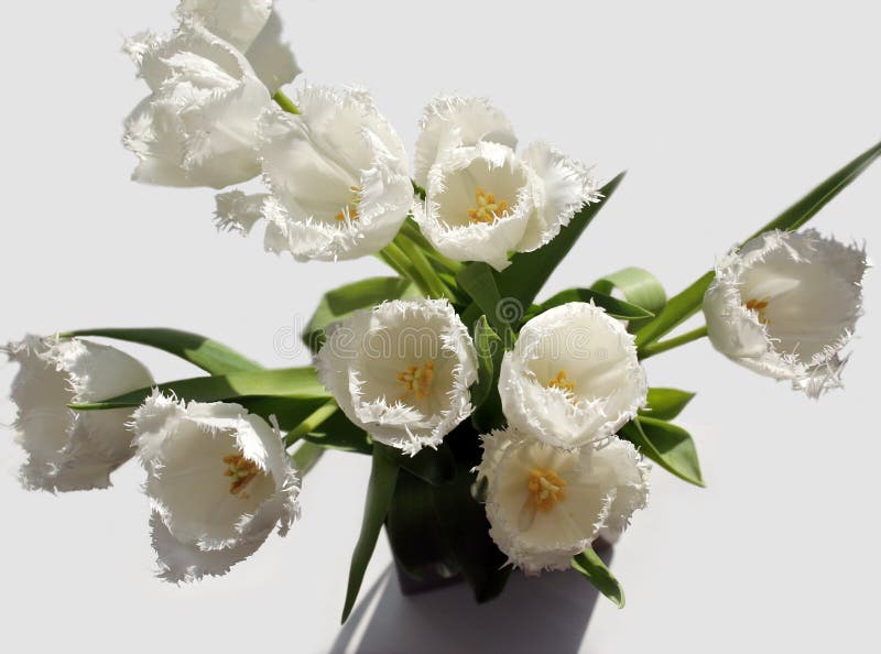 White tulips stock photo. Image of bloom, season, satin - 4978448