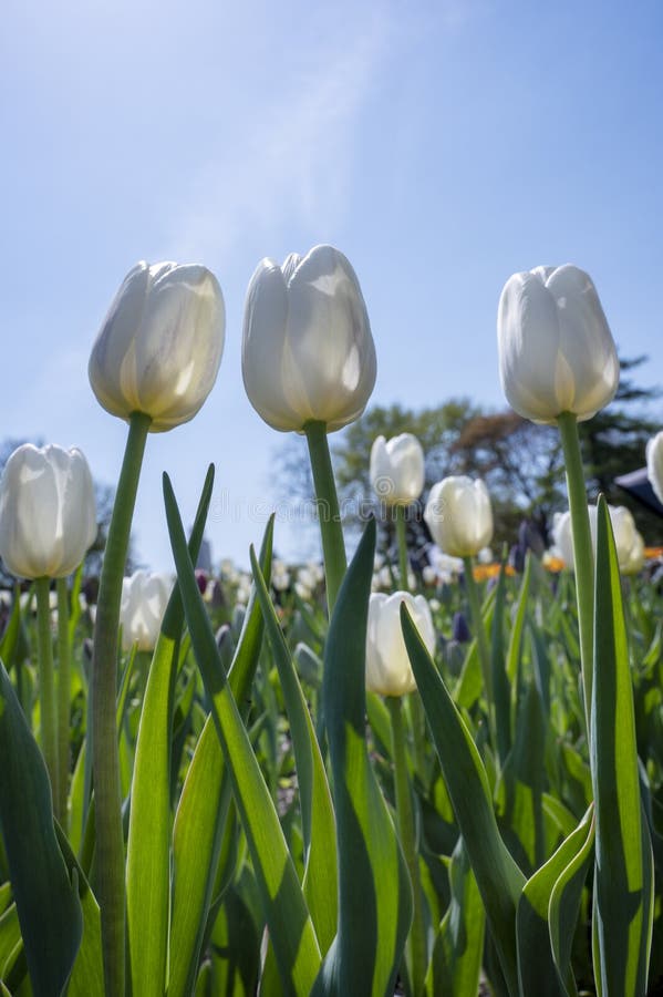 White Tulips Against Bright Blue Sky. First Spring Flowers Stock Photo ...