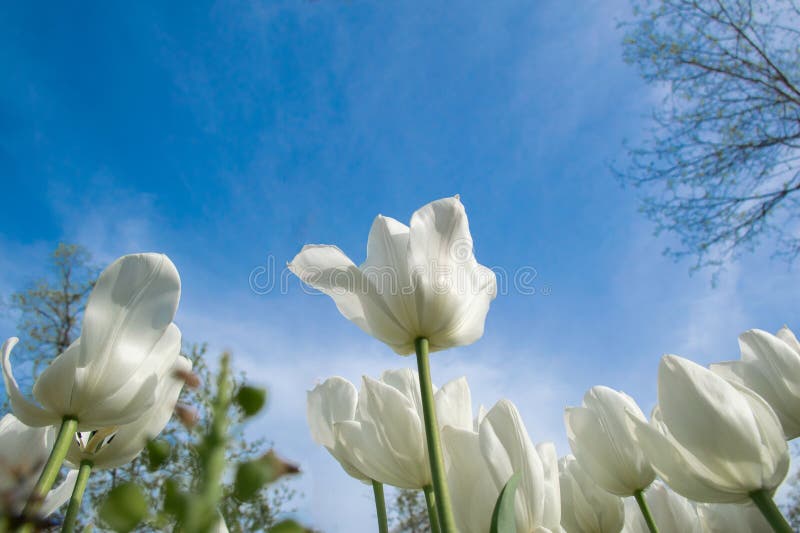 White Tulips on a Background of Blue Sky Stock Photo - Image of ...