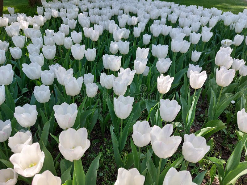 Tulips Bloom in the Garden on a Sunny Spring Day. Stock Image - Image ...