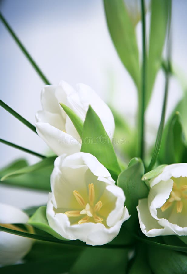 White tulips bunch stock photo. Image of clean, fresh - 7882260