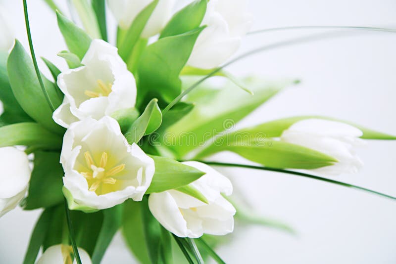 White tulips bunch stock image. Image of emotions, dream - 7882277