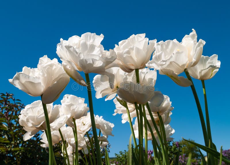 White Tulips on Garden at Spring. Stock Photo - Image of background ...