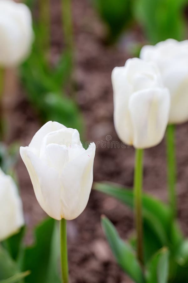 White tulips in garden stock image. Image of white, plant - 90171175