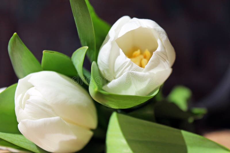White Tulips on the Paper and on a Neutral Blurred Background Stock ...