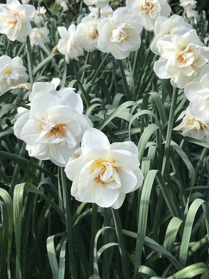 White Tulips Soft Spring Flowers Stock Image - Image of sunny, plants ...
