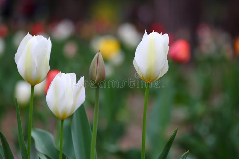 White Tulips in Spring stock image. Image of macro, gardening - 105152491