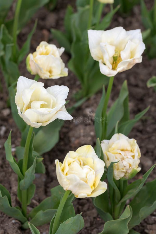 Tulips in the Spring Garden Stock Photo - Image of flowers, season ...