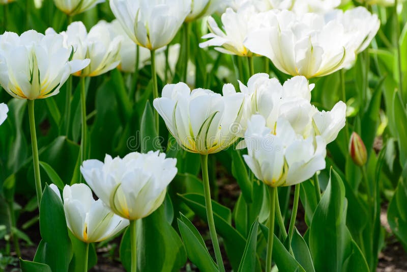 White Tulips in the Spring Garden. Springtime Flowering. Stock Image ...