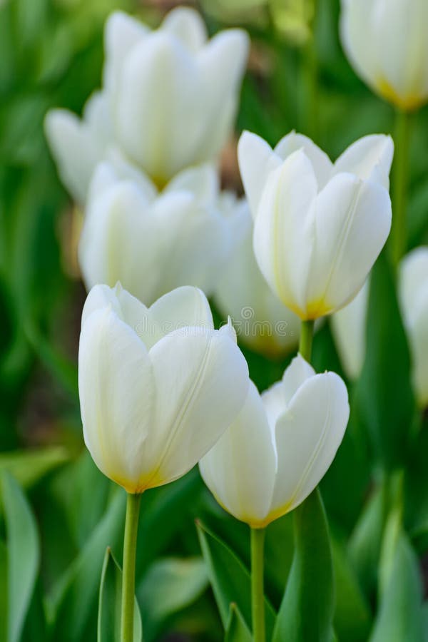 White Tulips in the Spring Garden. Springtime Flowering. Stock Image ...
