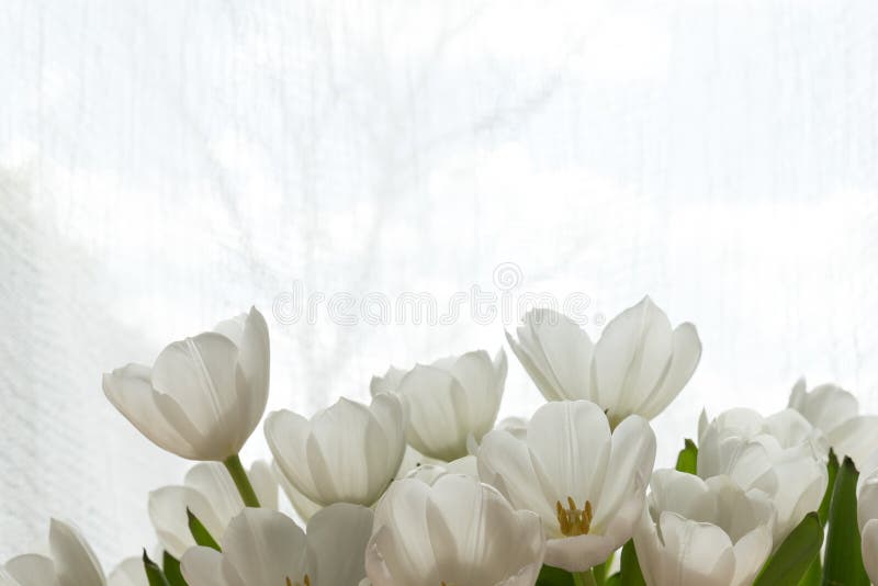 White tulips in the sun stock image. Image of florist - 70840151