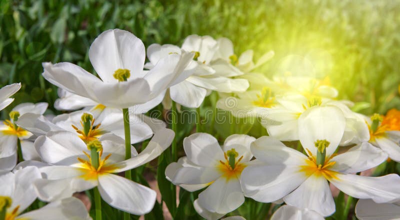 White tulips and sunshine. stock image. Image of bouquet - 88584017