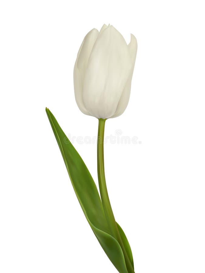 White tulips. stock vector. Illustration of decoration - 40560771