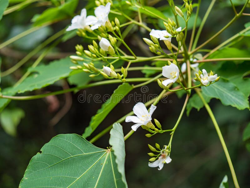 White Tung Flower Blooms on the Branches in Forest Stock Photo - Image ...
