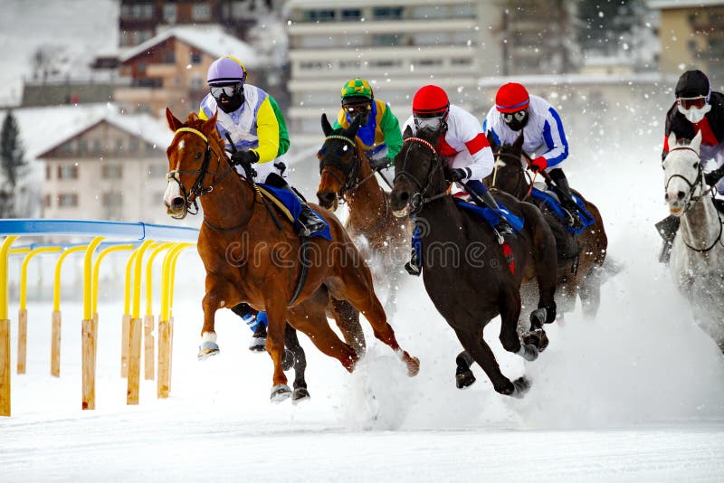 White Turf stock image. Image of match, horses, moritz - 165225441