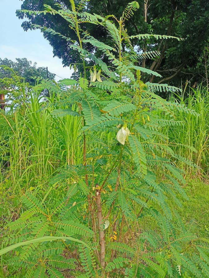 White turi tree stock image. Image of tree, edible, white - 263961095