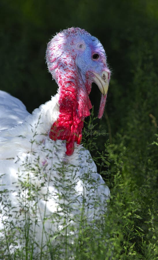 White Turkey stock photo. Image of turkey, details, breeding - 13186014