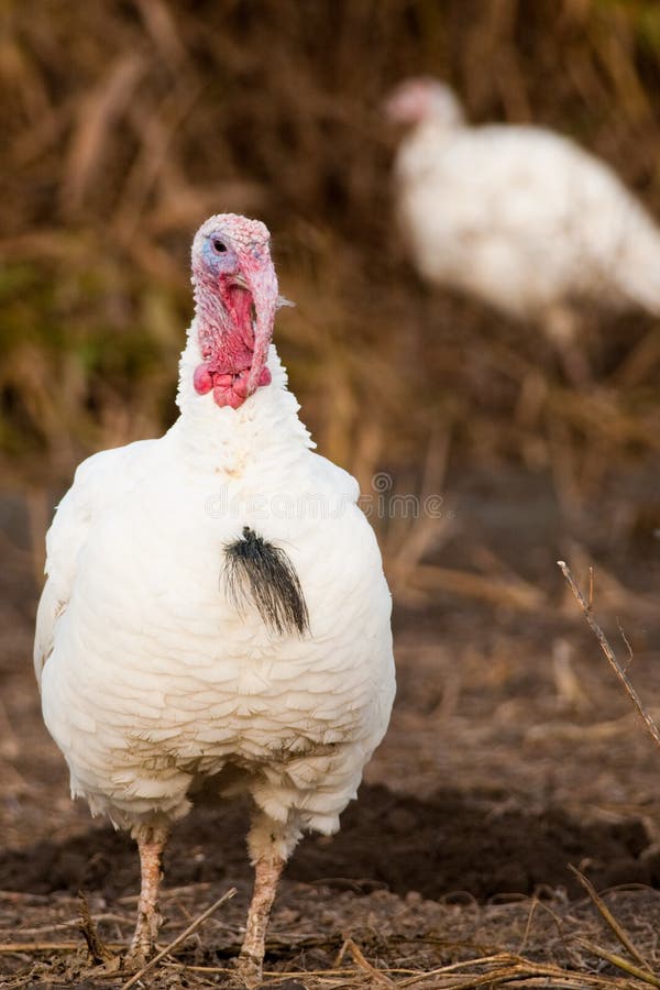 White Turkey stock photo. Image of natural, bird, farm - 15441908