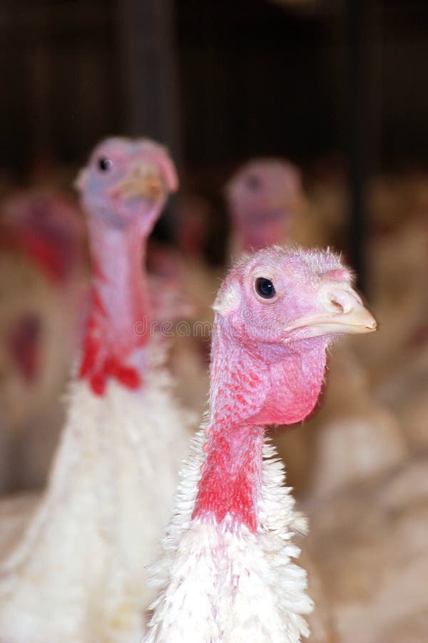 A white turkey stock photo. Image of dinner, fowl, celebrate - 18102526
