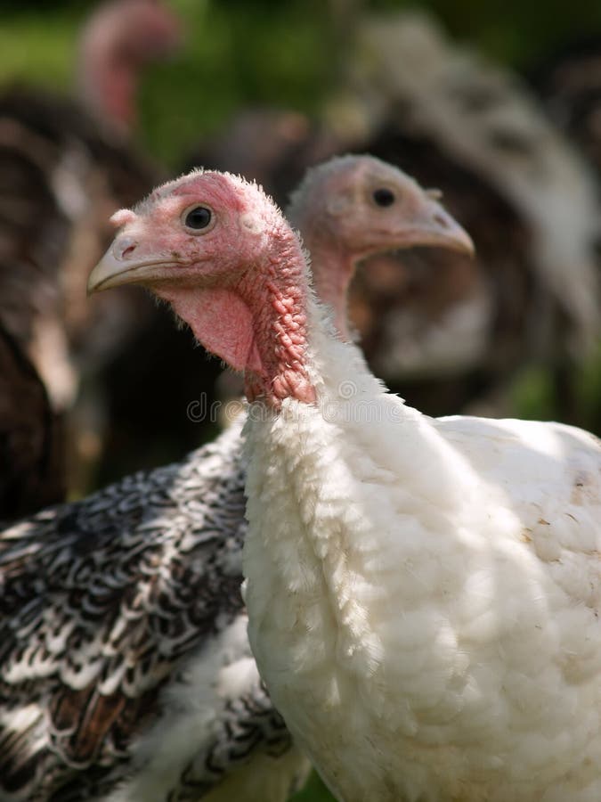A white turkey stock photo. Image of turkey, birds, domestication ...