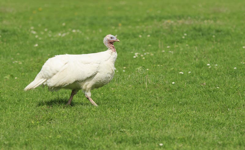 White Turkey stock photo. Image of purity, field, meadow - 72024000
