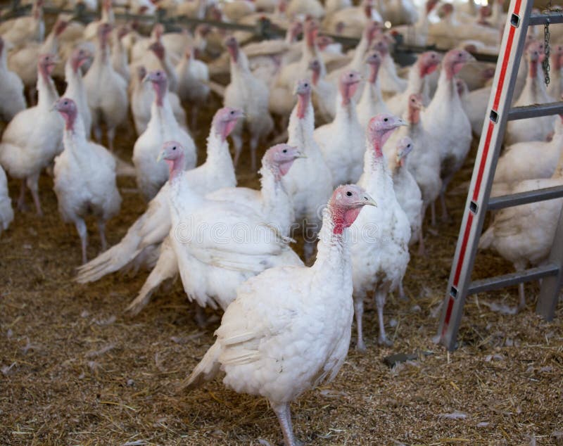 Turkey indoor farm stock photo. Image of american, domestic - 159149460